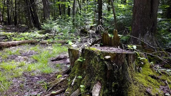 小伙子在森林里用木头搭了一座房子