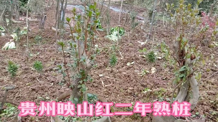 贵州映山红二年熟桩,明年能变成大花球吗?
