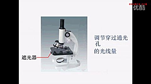 显微镜的操作使用教学