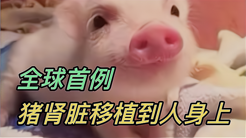 猪的器官移植到人体,会发生什么?未来养猪将成为科学主流?