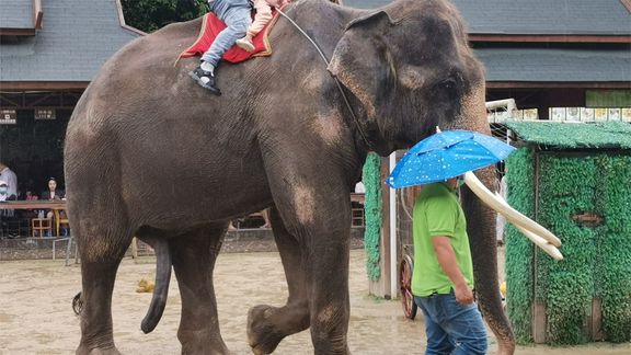 勐巴拉纳西 西双版纳 野象谷 大象表演 踢球飞镖 杂技 美女互动