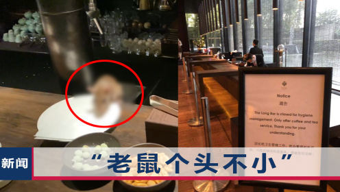 上海一五星级酒店餐桌上老鼠"冒头",食客吓到尖叫,涉事酒店发声
