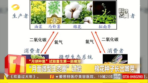 6名登月“神秘旅客”,形成微型生态系统!一起静待月球花开!