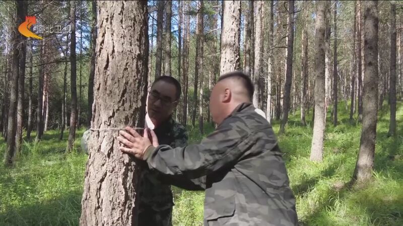 [河北新闻联播]塞罕坝机械林场:守护绿色 续写传奇