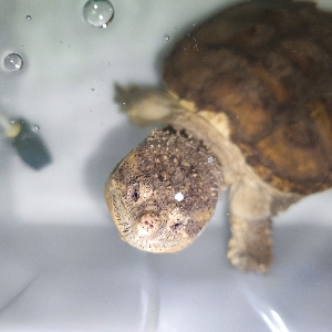 三水养龟 