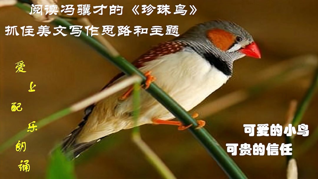 阅读冯骥才的珍珠鸟,理解文章写作思路和主题,配乐让阅读不单调