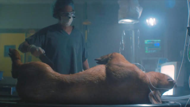 科学家为救重病妻子,竟把猪的器官移植给她,结果越错越深