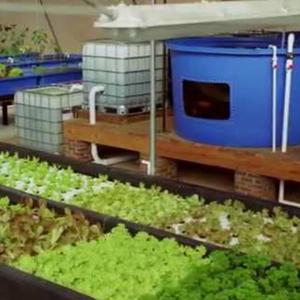 燚燚爸爸的鱼菜共生 