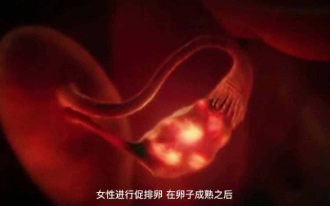 试管婴儿移植过程
