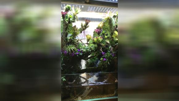漂亮的热带雨林缸,这造景堪称大师级别!