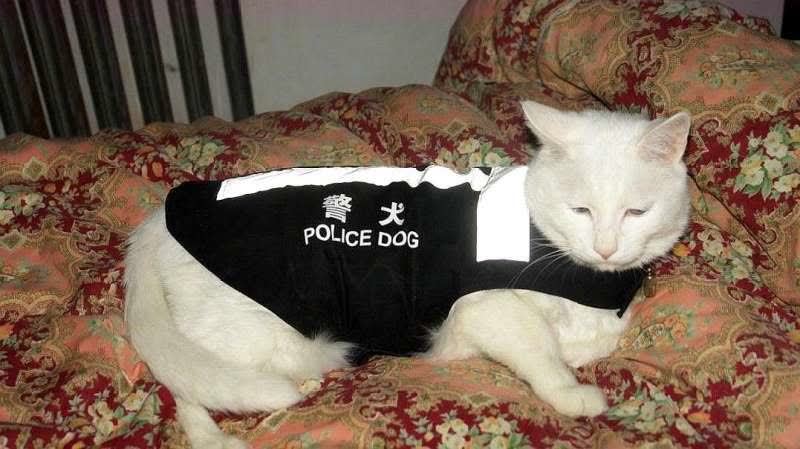 猫的鼻子和狗一样灵敏,为什么有警犬没有警猫?难道是猫太蠢了?