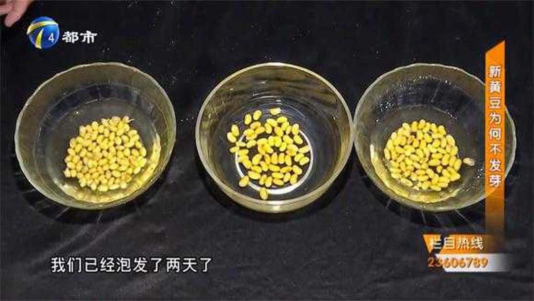 新黄豆不发芽就是转基因?记者追踪你泡的黄豆为什么不发芽!