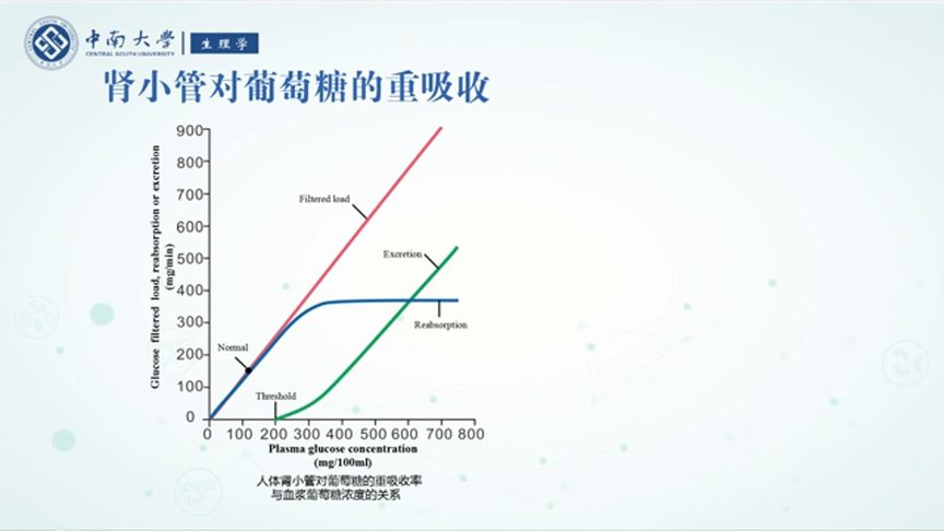 生理学:8.4尿的生成与排出(一)—肾小管如何吸收小管液葡萄糖