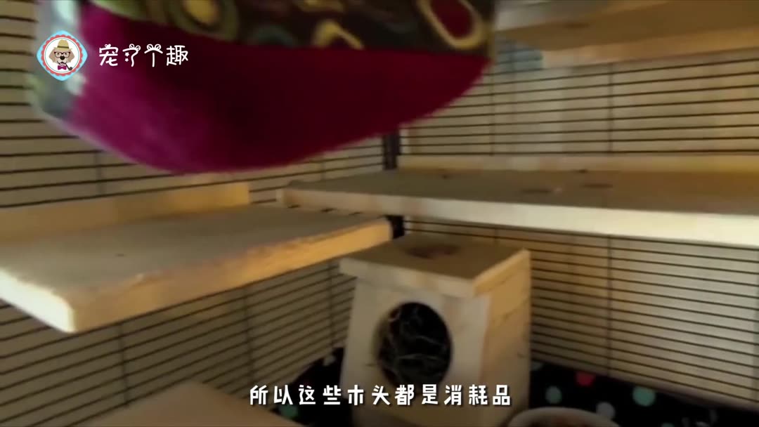 你想给可爱的龙猫当铲屎官却又无从下手?新手饲养指南戳这里呦!