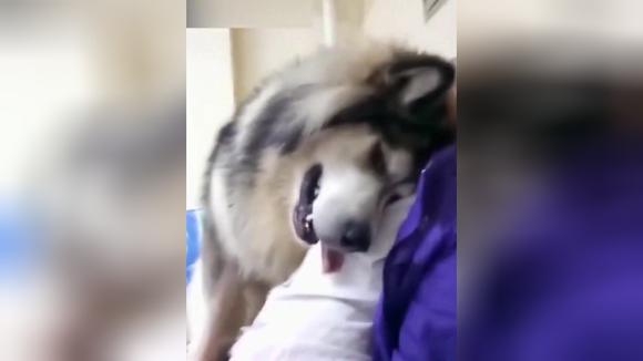 二百斤重的阿拉斯加受委屈了,在女主怀里撒娇,男主坐不住了!