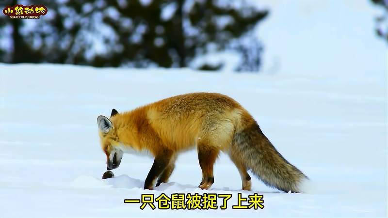 镜头中:零下40度的雪地上,一只狐狸的捕猎动作太新奇了…