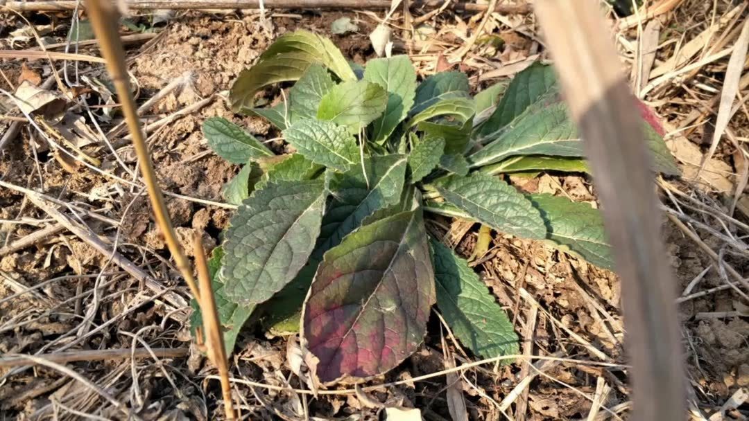 地黄大家都认识,但叶子的用途好多人不知道?一起了解下