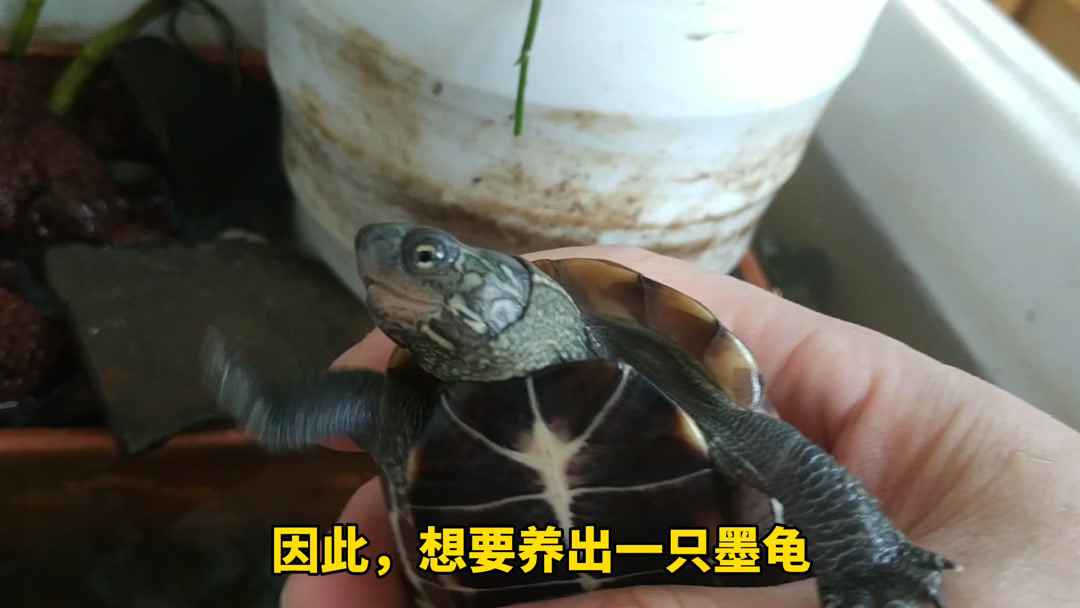 草龟怎么养成墨龟?小墨龟顶墨后代是智商税,公草龟选择判断方法