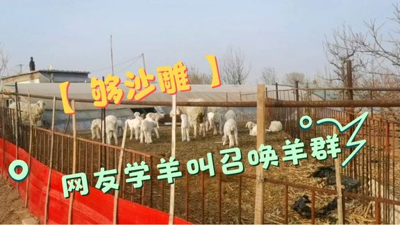 沙雕网友学羊叫召唤羊群