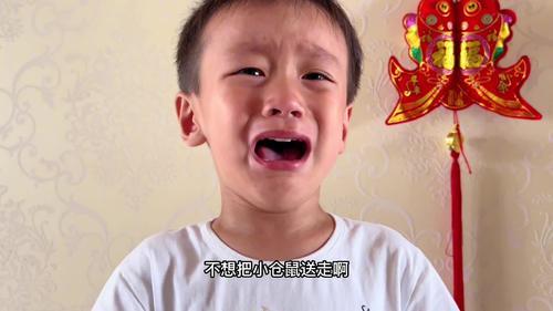 宝妈要把仓鼠送还给姐姐家,四岁男孩却因不舍嚎啕大哭,好伤心!