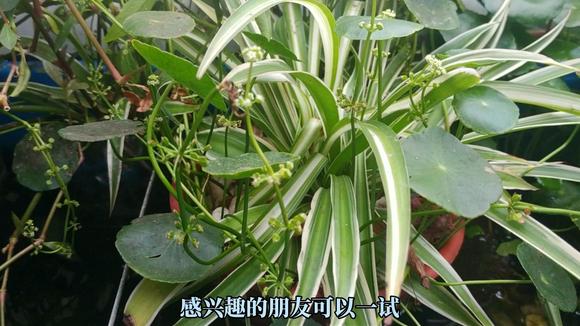 乌龟缸里能养什么植物?怎么用水草净化水质?草龟缸养吊兰的方法