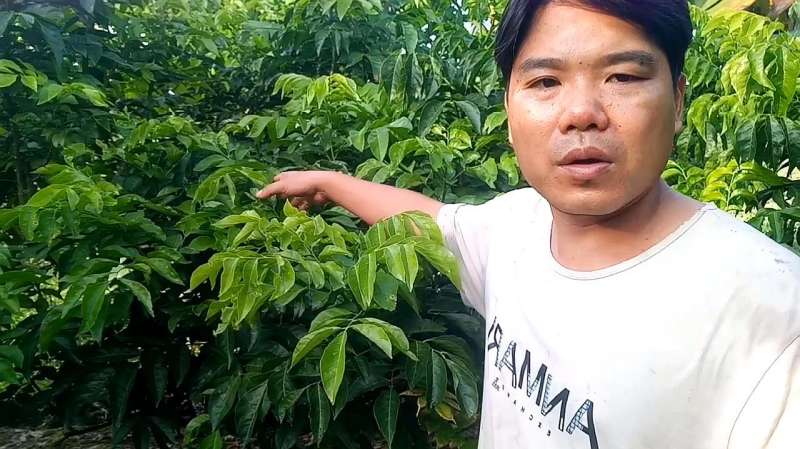 想要鸡心黄皮高产量,在下半年种植管理过程绝不能犯的动作!