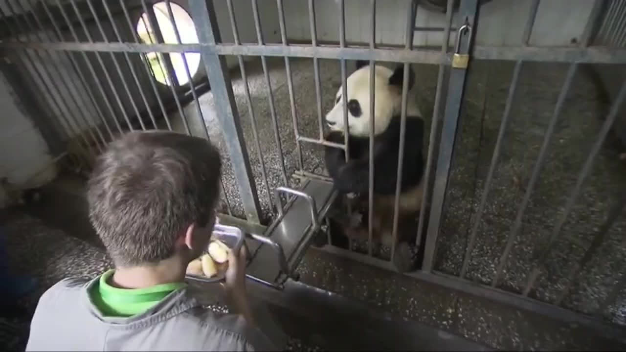 大熊猫要去俄罗斯了,网友:年纪轻轻就出门打工