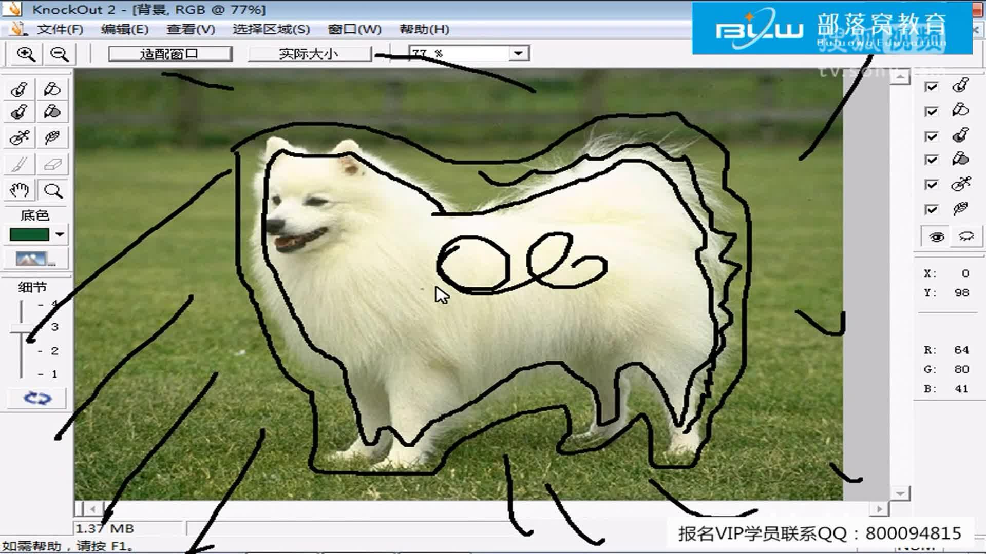 PS抠图教程54Knockout抠图抠选动物毛发