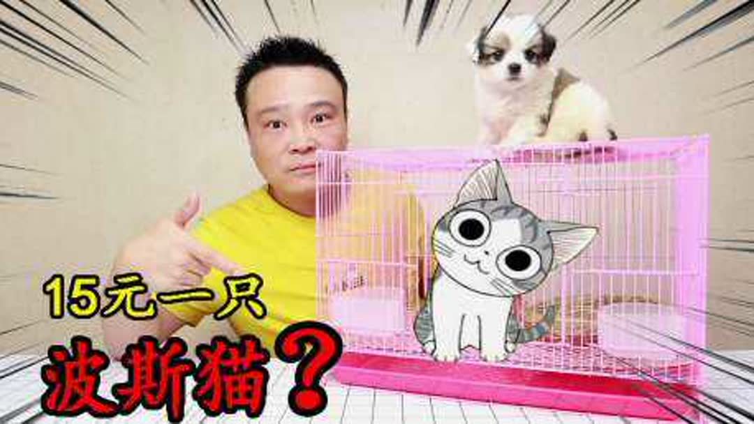 小浪哥买了只“波斯猫”居然15块钱,是不是被摆地摊的老大爷骗了
