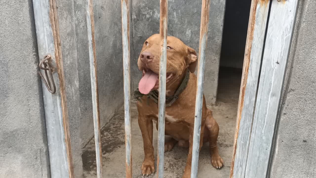 狗中的凶猛霸主比特犬斗狗,却被一个四岁小孩驯服,太不可思议了