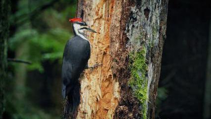 原来啄木鸟并不是啥好鸟!为了吃的,它们甚至会破坏树木