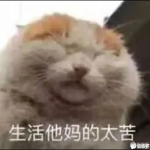 掐住橙猫猫 