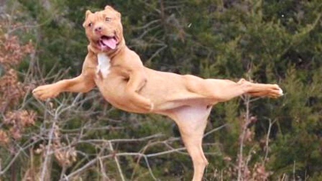 狗狗跳起舞来,这妖娆的舞姿,连广场舞大妈都自叹不如