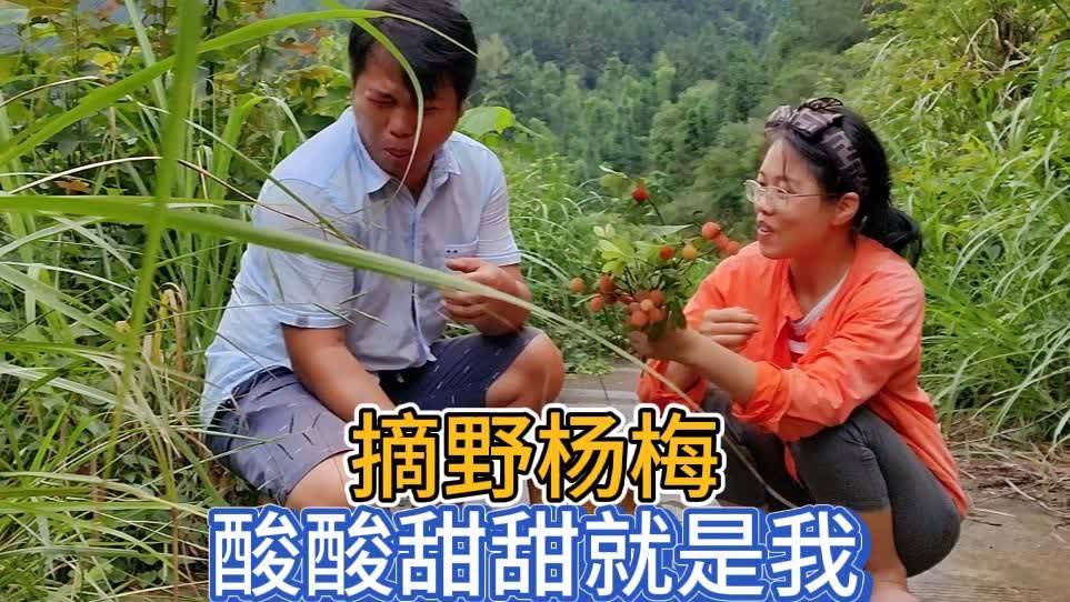 夫妻俩去摘野杨梅,三哥被燕子坑出表情包,继续坑娃坑弟太搞笑了
