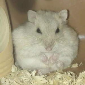 爱放酱油的小刘 