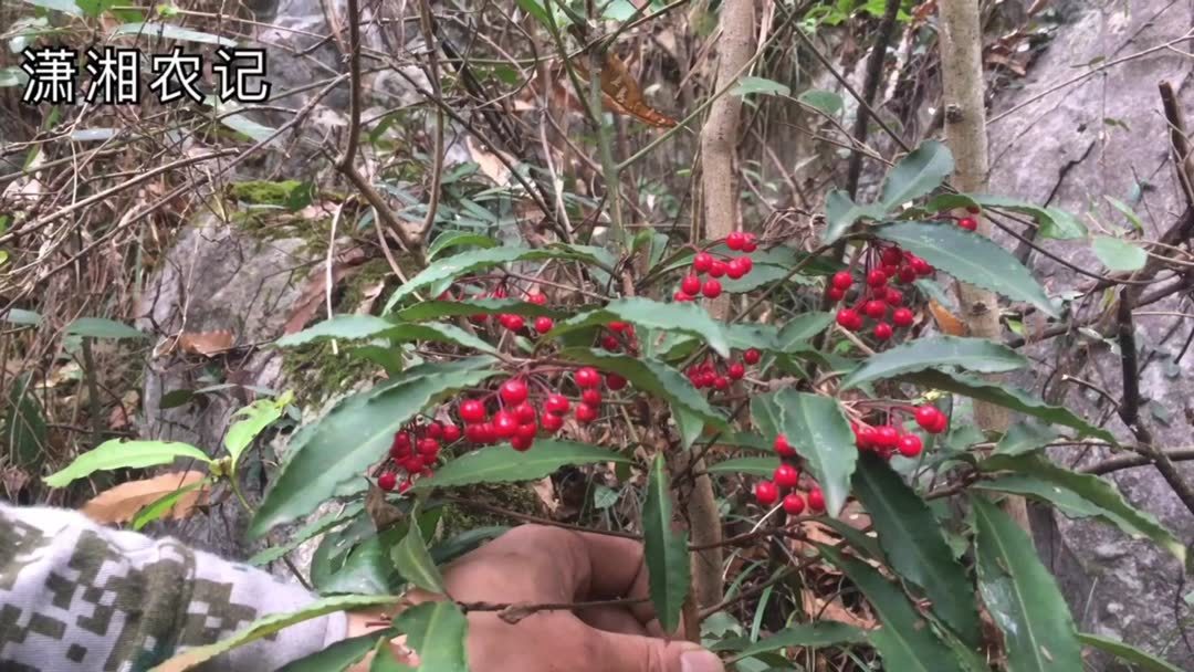 朱砂根是很漂亮的盆景,很少有人知道它的药用价值,你了解吗?