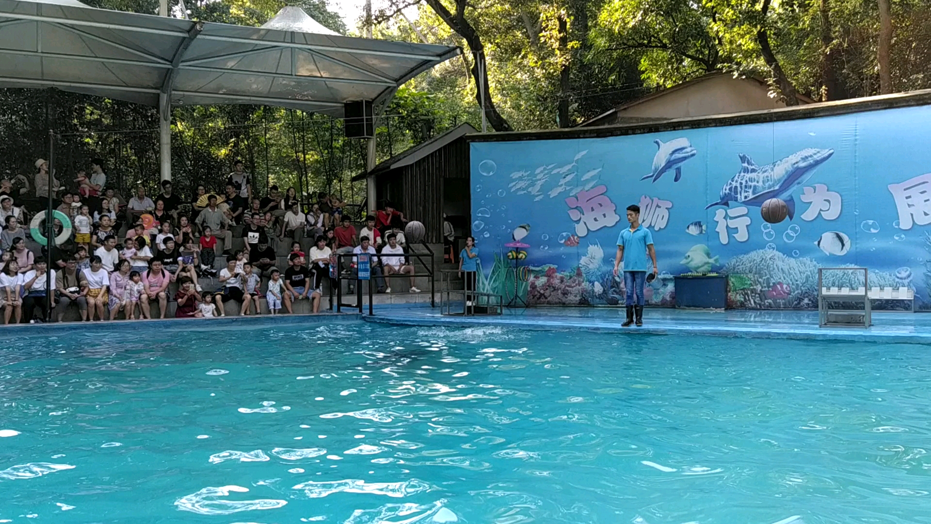 精彩的海狮表演
