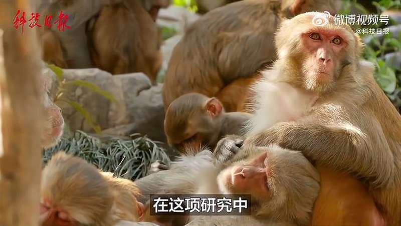 【 新研究称生育永久改变女性骨骼 】基于对灵长类动物的研究,科学家...