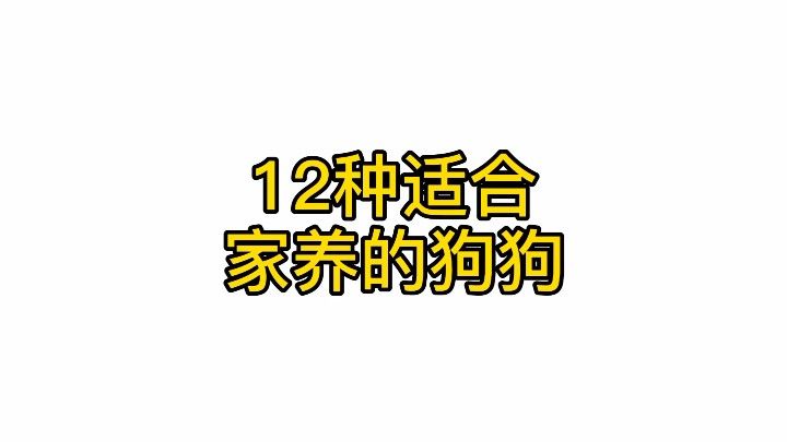 12种适合家养的狗狗,总有一种适合你哟!