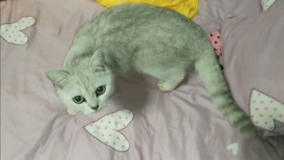 一只猫和一包棉签打起来了