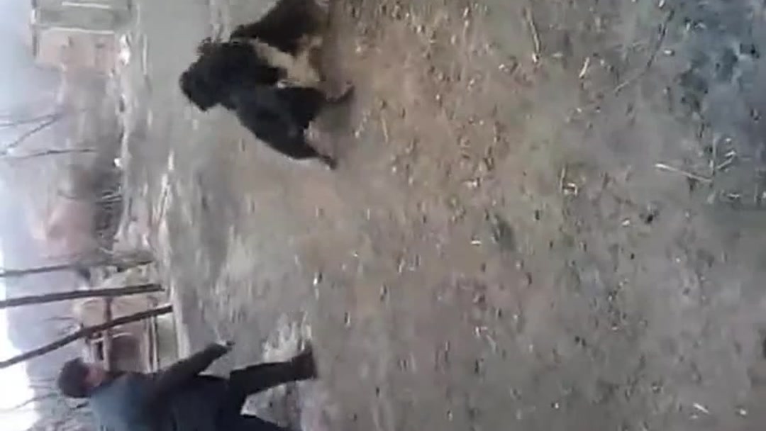 高加索犬vs纯种藏獒 藏獒王视频 打架视频