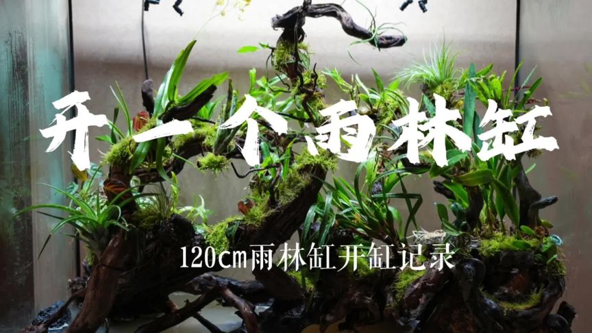 开个120雨林缸,简单记录一下。#雨林缸造景 #雨林缸 #兰花