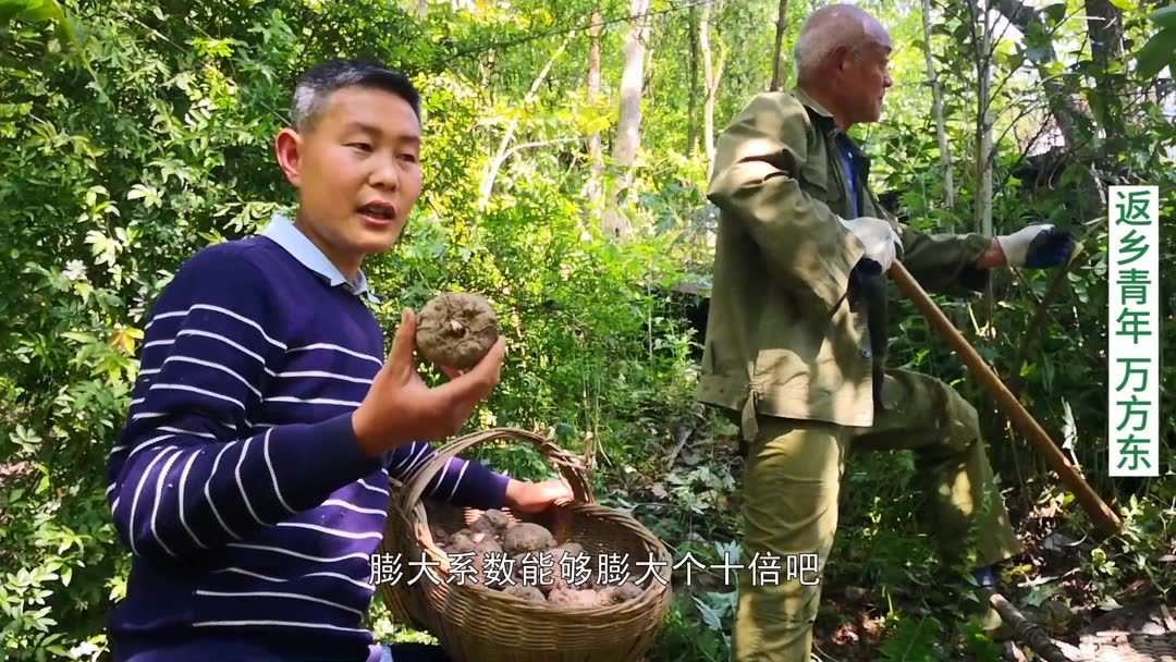 合理利用林下种植,不施肥不除草,一亩能赚20000元,路人却嘲笑