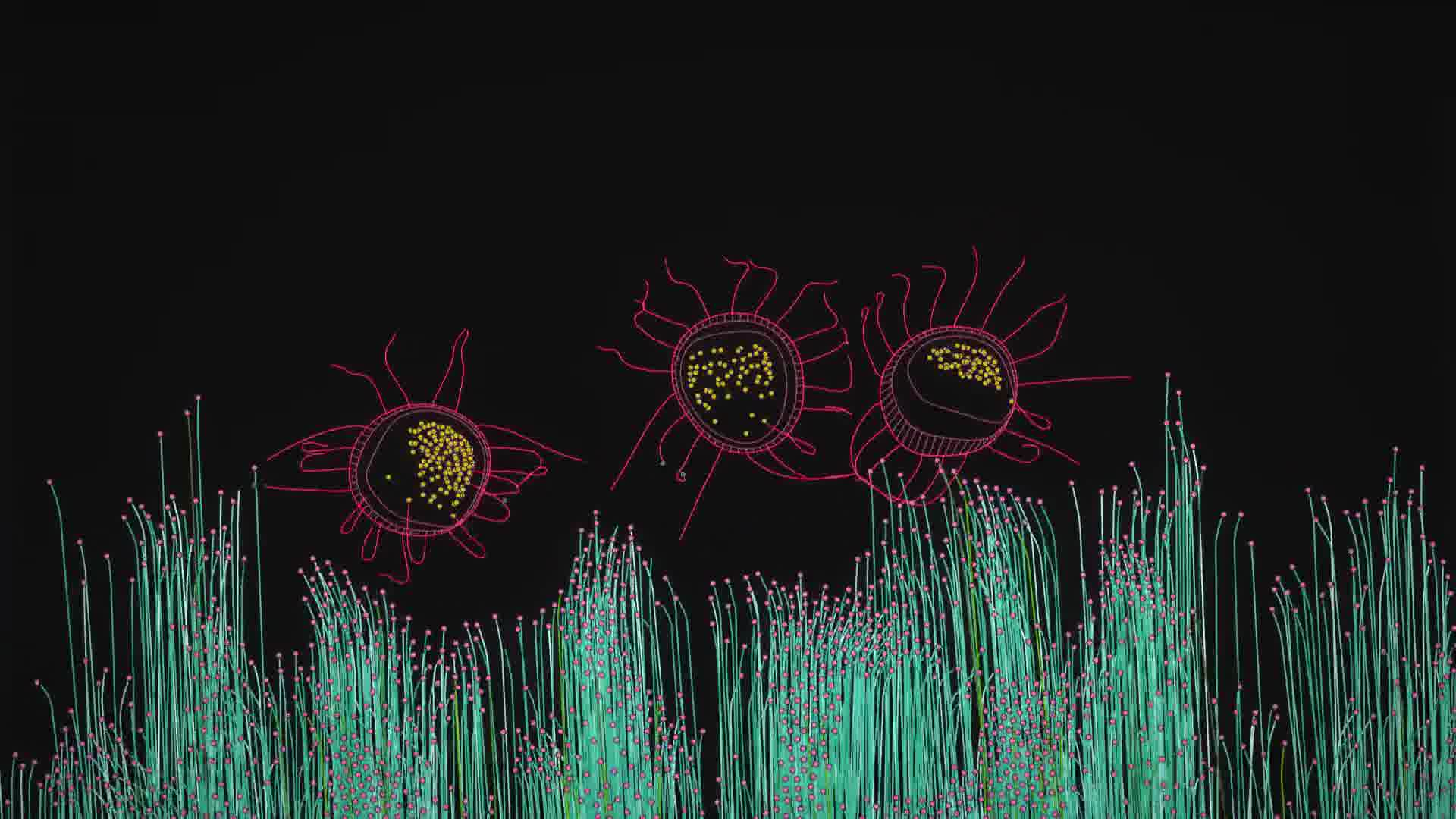 【vimeo】微妙的细胞动画