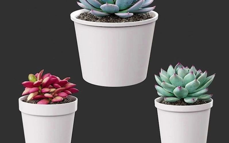 C4D多肉植物盆景栽绿植室内观赏装饰摆件模型3D渲染OC素材