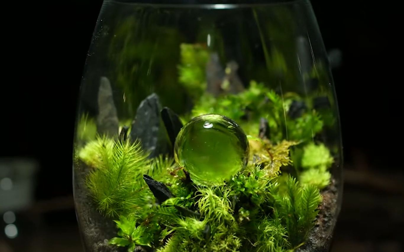 【水族】藏在苔藓中的水晶玉-简单,漂亮的生态瓶制作