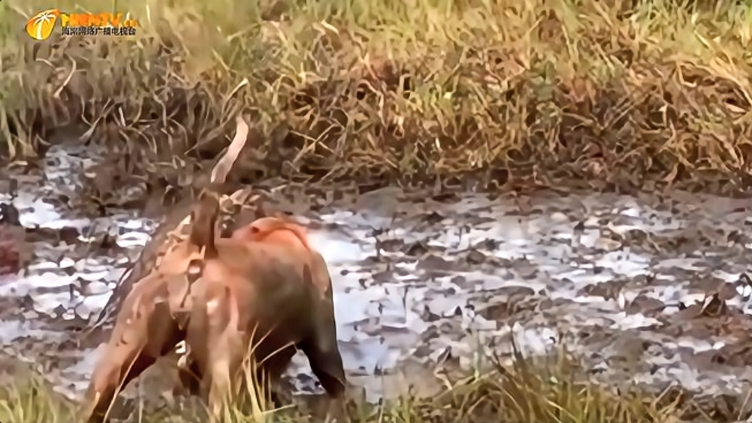 凶狠比特犬大战豪猪,场面激烈异常
