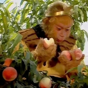 心猿圆圆的笔记本 