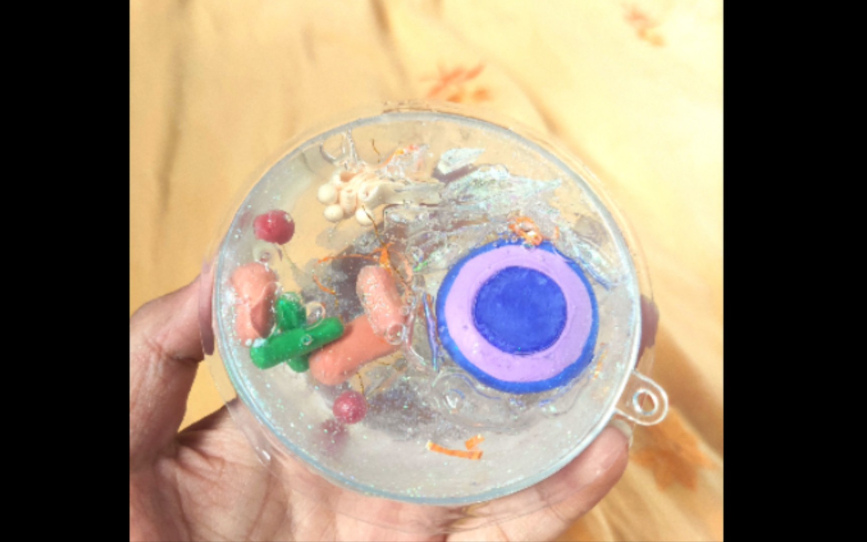 【生物必修一】-动物细胞模型制作