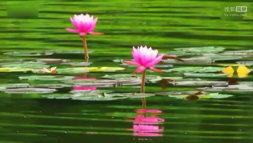 大悲咒佛教音乐经典佛歌精选-佛子心-佛教音乐歌曲大全100首